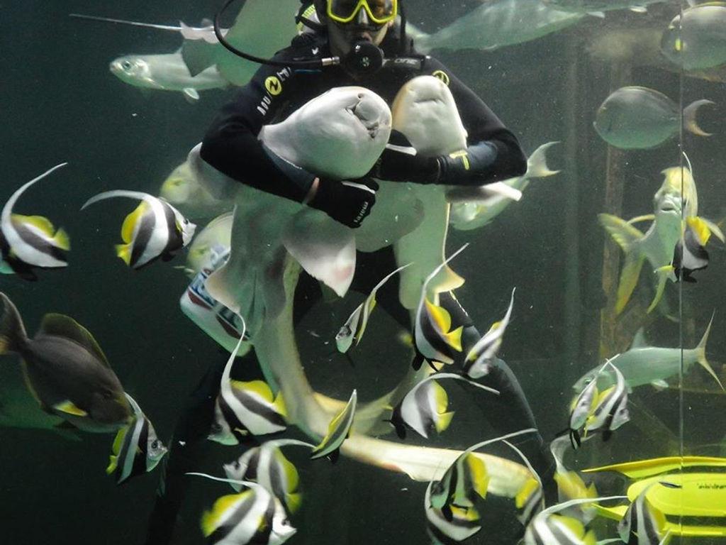 Songkhla Aquarium | Find & View Tourist Attractions on Tripniceday